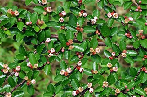 Cotoneaster Simonsii Himalayan Cotoneaster West Glamorgan Flora