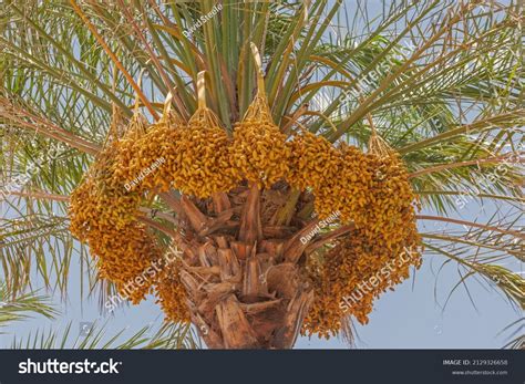 Closeup View Bunches Dates Growing On Stock Photo 2129326658 Shutterstock