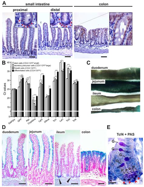 Genes Free Full Text Wnt Effector TCF Is Dispensable For Wnt Signaling In Human Cancer Cells
