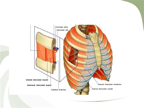 Congenital Chest Wall Abnormality