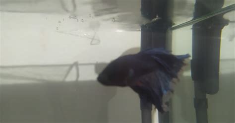 Peixe Betta Como Cuidar
