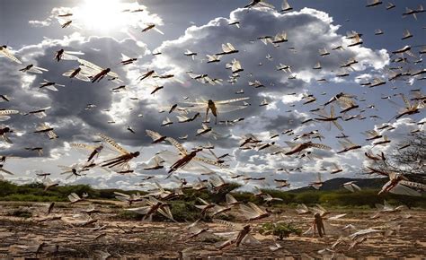 Locust Attack About 90 000 Hectares Hit In 20 Rajasthan Districts