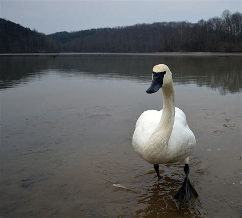 Lake Logan Swan Photograph By Brian Stevens Fine Art America