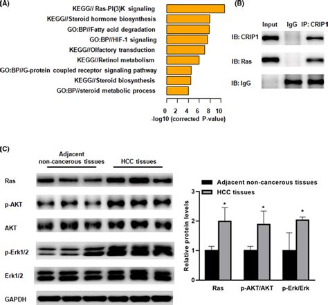 Cysteine‐rich Intestinal Protein 1 Crip1 Could Interact With Ras A