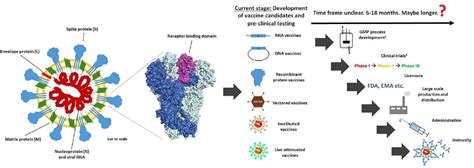 Sars Cov 2 Thinking Dr Prasanth A Phage Scientist