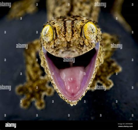Leaf Tailed Gecko Teeth