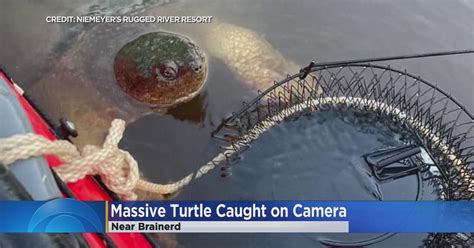 Massive Snapping Turtle Visits Minnesota Anglers Cbs Minnesota