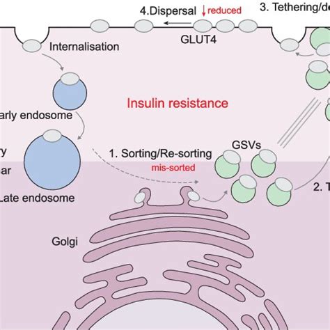 Glut4 Trafficking Pathway There Are Multiple Steps In The Glut4