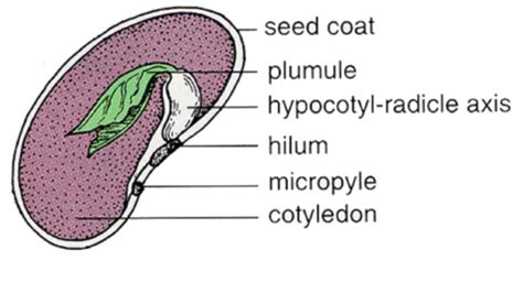 Biology 1620 Final Exam Flashcards Quizlet