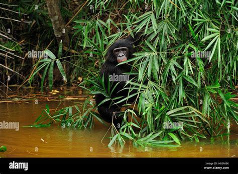 Bonobo Pan Paniscus In Tree Over River Lola Ya Bonobo Sanctuary