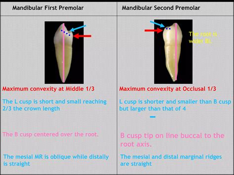 Permanent Mandibular First Premolar And Differences Between First And