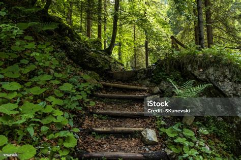 알프스의 아름 다운 소나무 숲길 0명에 대한 스톡 사진 및 기타 이미지 0명 가을 강 Istock