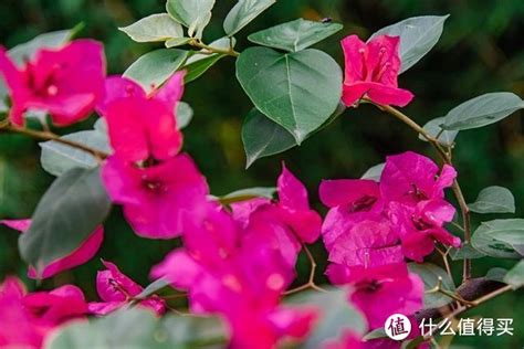 “浇不死”的6种花，生命力太顽强，适合年轻人养！鲜花绿植什么值得买