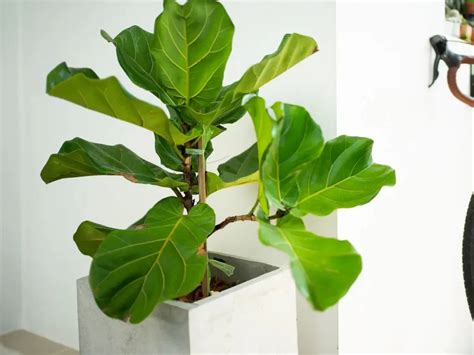 Fiddle Leaf Fig Care Meaning And Benefits