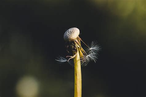 씨앗 민들레 자연 Pixabay의 무료 사진 Pixabay