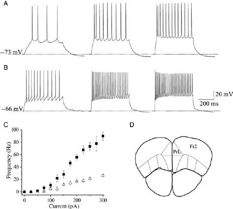 Identi Fi Cation Of Pyramidal And FS Cells In Fr Layer V A Download Scientific Diagram