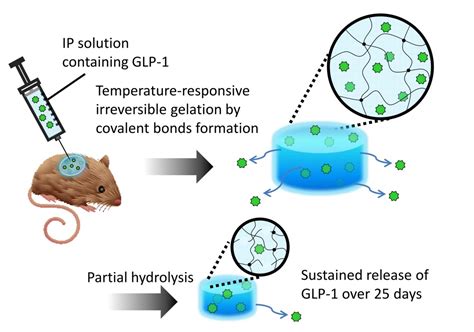 Gels Free Full Text Peptide Drug Release Behavior From