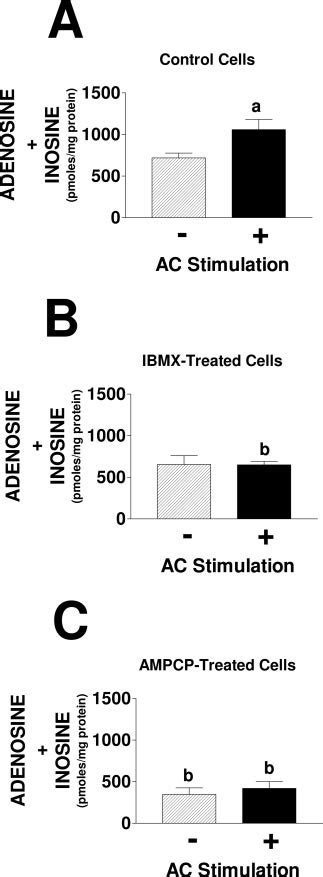 Proximal Tubular Cells In Culture First Passage Were Incubated With A