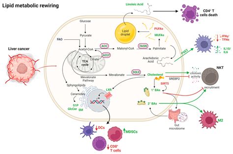 Metabolic Reprogramming Of Hcc A New Microenvironment For Immune Responses
