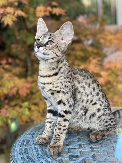 F1 Savannah Cats For Sale F1 And F2 Savannah Kitten Breeder California