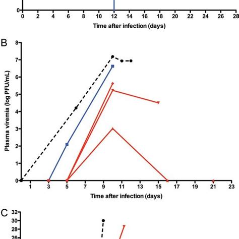 Virions Of Junin Virus Junv Budding From Cellular Membrane