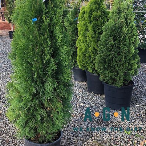 Emerald Green Arborvitae Growth Chart