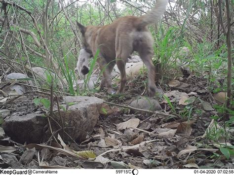 野生動物救傷原因前五名：遊蕩犬貓攻擊 野保團體倡禁餵浪浪 國家地理雜誌官方網站｜探索自然、科學與文化的最佳權