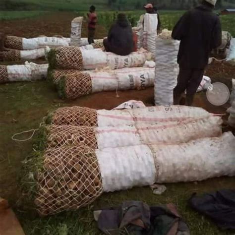 Pcb Project Supports Mainstreaming Of The Potato Industry In Kenya Ifdc