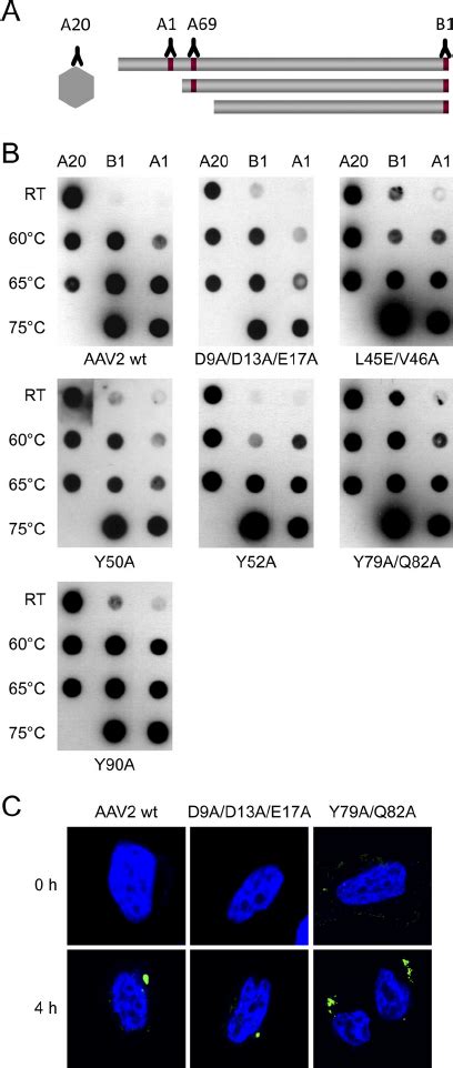 analysis of capsid conformation and vp1 n terminus exposure a