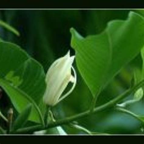 Stream Ngoc Lan 12 Music Listen To Songs Albums Playlists For Free