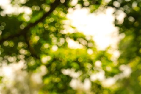 Bokeh 빛을 배경 여름에 녹색 나무와 정원에서 자연으로 흐리게 공원 0명에 대한 스톡 사진 및 기타 이미지 0명 개념