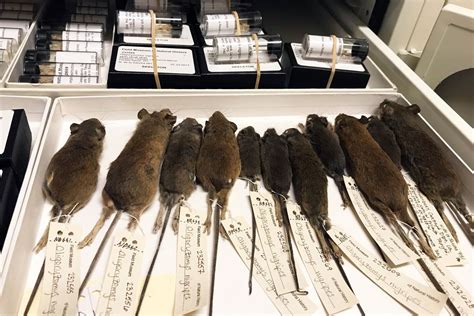 Sperm Can Confirm That Lookalike Mice Are Different Species Field Museum