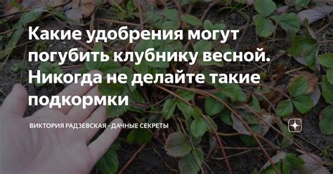 Какие удобрения могут погубить клубнику весной Никогда не делайте такие подкормки Виктория