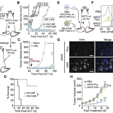 Synthetic Antigen Treatment Promotes Potent Antitumor Immunity In An