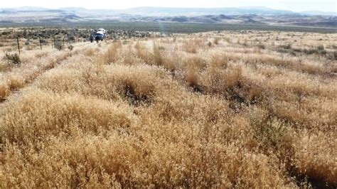 Why Is Cheatgrass Bad Working Lands For Wildlife