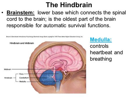 Hindbrain