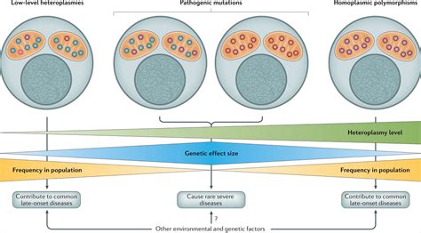 Mitochondria Genetics Peng Chien Wei Medium