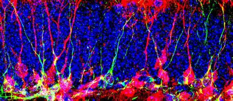 Investigadores Descubren Cómo Hacer Que Se Generen Nuevas Neuronas En