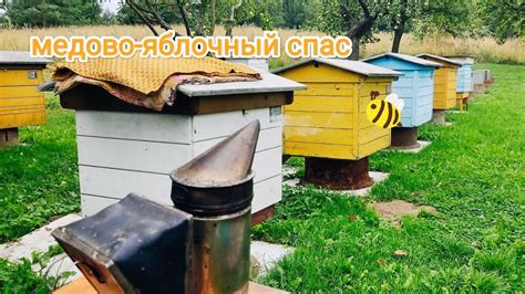 медово яблочный спас Не только на черничном хуторе есть пчеловод