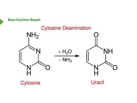 Cytosine To Uracil