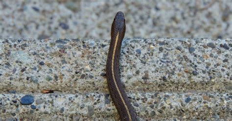 O que significa sonhar cobra Veja várias interpretações