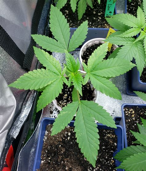 Tobacco Mosaic Virus TMV Symptoms Treatment On Cannabis