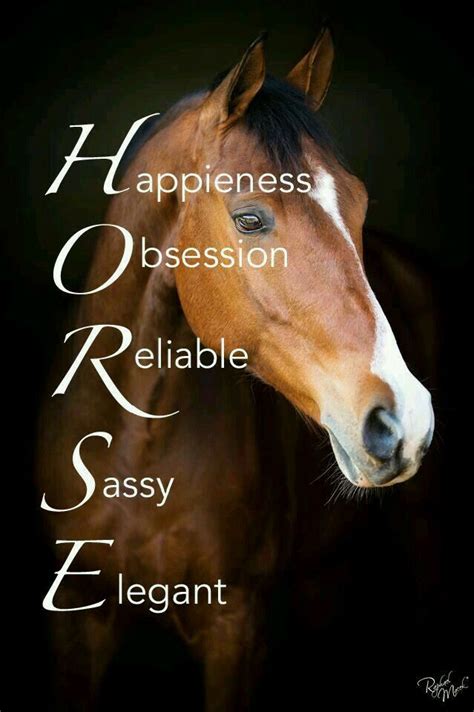 Pin By Kaycee Crandall On The Inner Me Horse Quotes Funny Horse