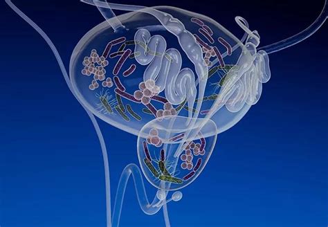 Microbiome Mycobiome Differences Seen In Overactive Bladder