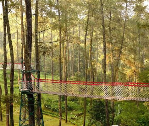 Orchid Forest Cikole Tempat Wisata Alam Yang Tak Boleh Dilewatkan Saat