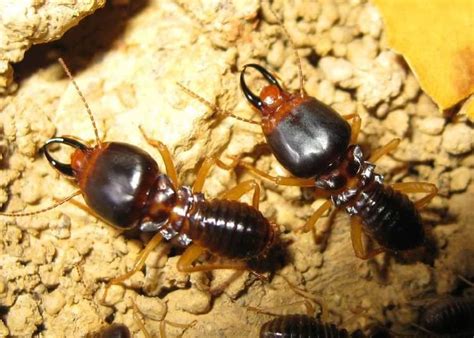 Macrotermes Alchetron The Free Social Encyclopedia