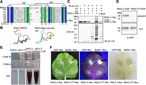 Figure 1 From Protist Ubiquitin Ligase Effector PbE3 2 Targets Cysteine