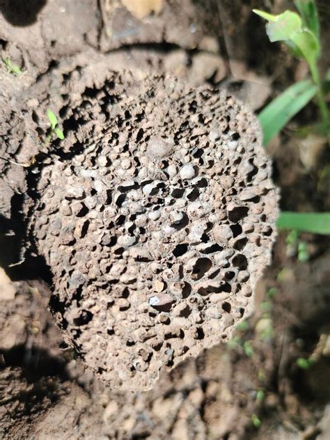 น ส ดวงพร เกียรติดำรง หัวหน้าอุทยานแห่งชาติเขลางค์บรรพต เตรียมการ พร้อมคณะเจ้าหน้าที่ ร่วมกับ