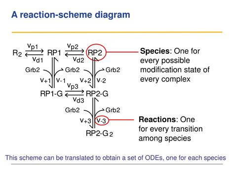 Ppt Bionetgen A System For Modeling The Dynamics Of Protein Protein