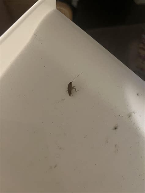 Is This A Cockroach Southern California Rwhatisthisbug